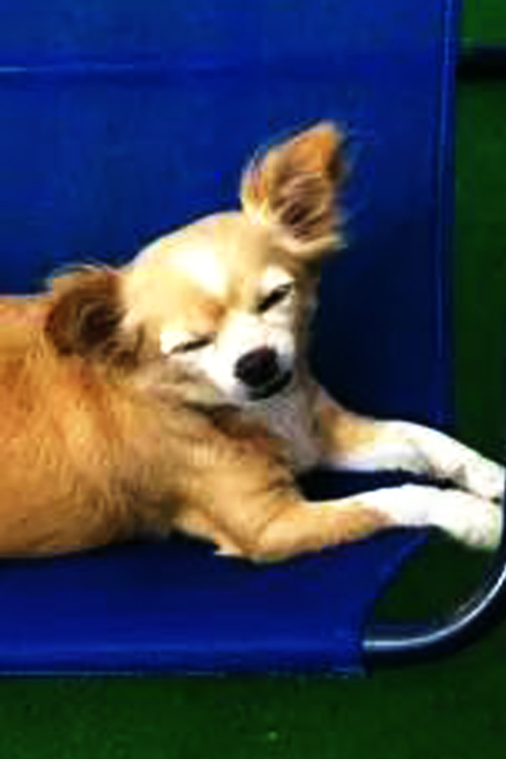 Chicca - Servizi di Cremazioni Animali Busto Arsizio, Varese